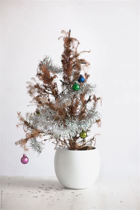 Miniature Dead Christmas Tree By Stocksy Contributor Lee Avison
