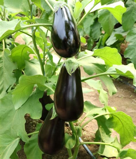 Sf 7797 F1 Tojásgyümölcs Orosco