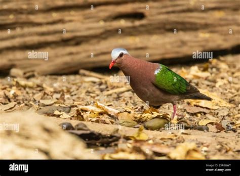 He Common Emerald Dove Chalcophaps Indica Is A Small To Medium Sized