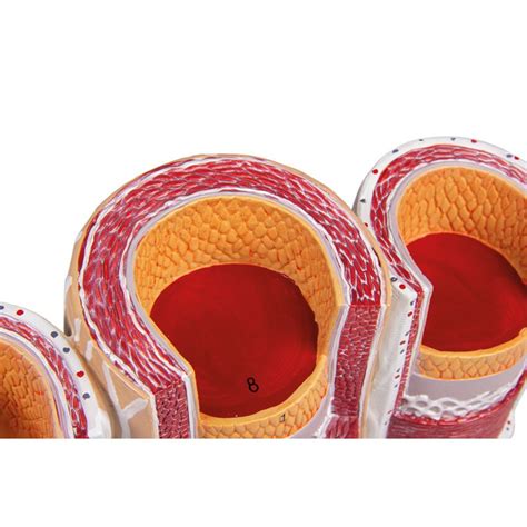 Slagader En Ader Model 20 X Vergroot