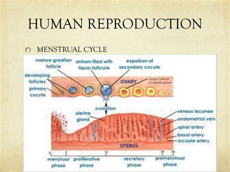 Ppt Human Reproduction Powerpoint Presentation Free Download Id 2275799