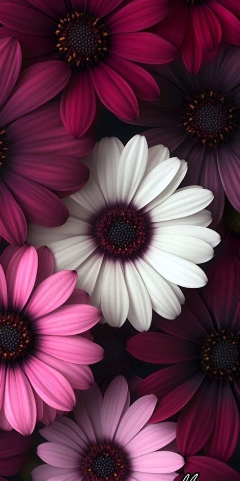 Pink Flower Screensaver Gerber Daisy Wallpaper