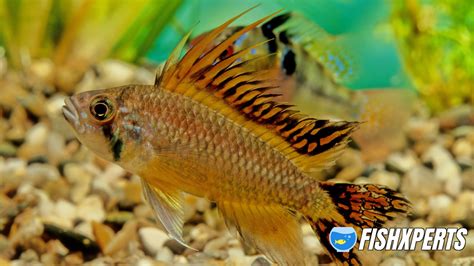 Apistogramma Care Fishxperts