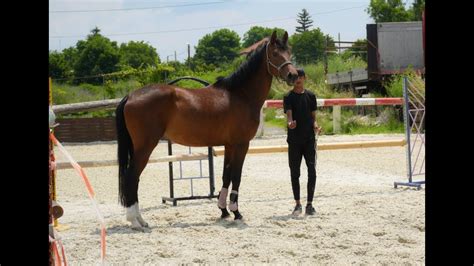 Преглед на коне от порода Тракенер от германски експерти в България