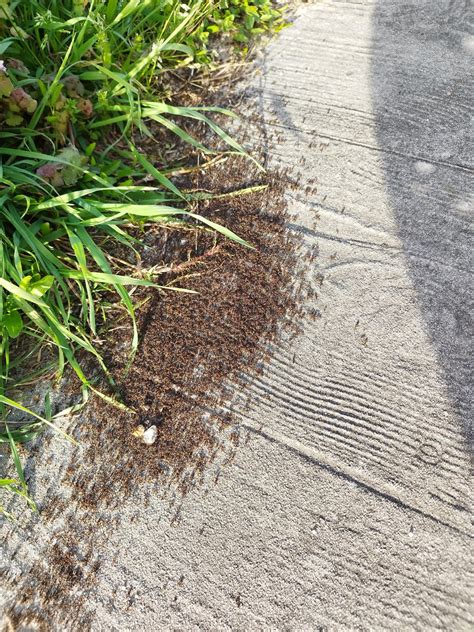 Hello Can You Tell Me Whats Going On R Ants