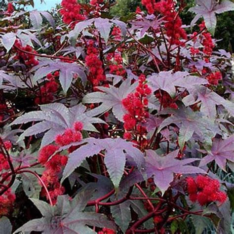 Ricinus Communis Red Giant Seeds 8 Seeds Castor Oil Plant Plant World Seeds