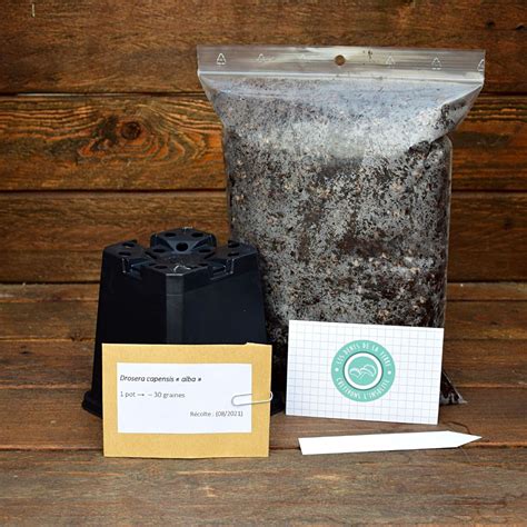 Kit De Germination Drosera Capensis Alba Plante Carni