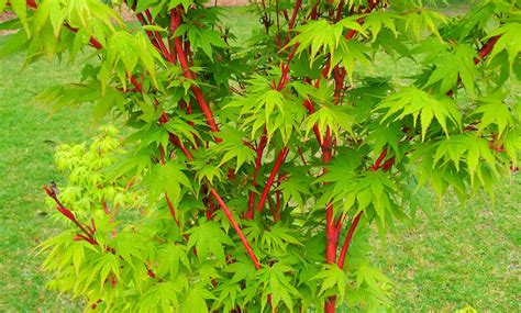 Dwarf Japanese Maple Full Sun Raserinspired