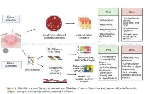 The Wound Microbiome