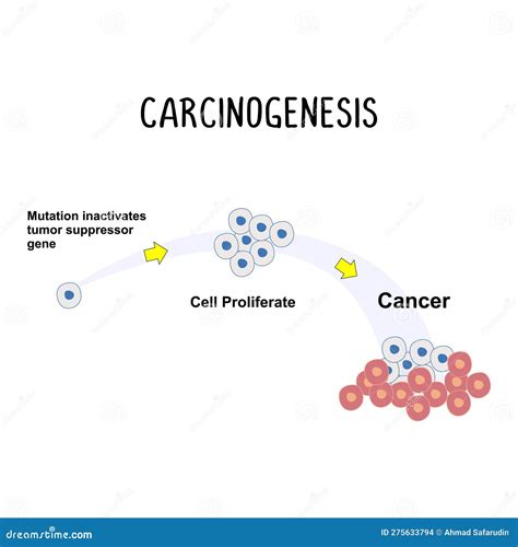 Carcinogenesis The Process Of Cancer Development Involving Genetic