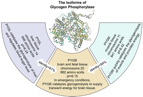 Brain Type Glycogen Phosphorylase Pygb In The Pathologies Of Diseases