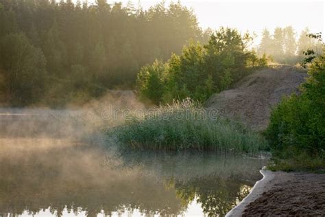 Summer Dawn Stock Image Image Of Colors Plants Dawn 98165573