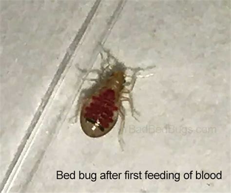 Bad Bed Bugs Photos Of Bed Bug Bites Infestations And Safe Pest