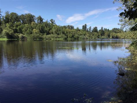 Willamette Slough Restoration Project Enters Final Year Opb