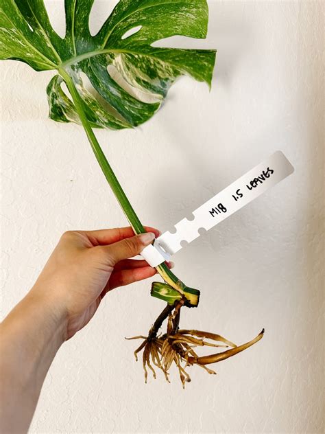 Monstera Albo High Variegation Rooted Plant And Cutting With Node