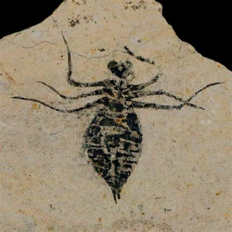 1 Dragonfly Larvae Fossil Libellula Doris Plate Upper Miocene Piemont