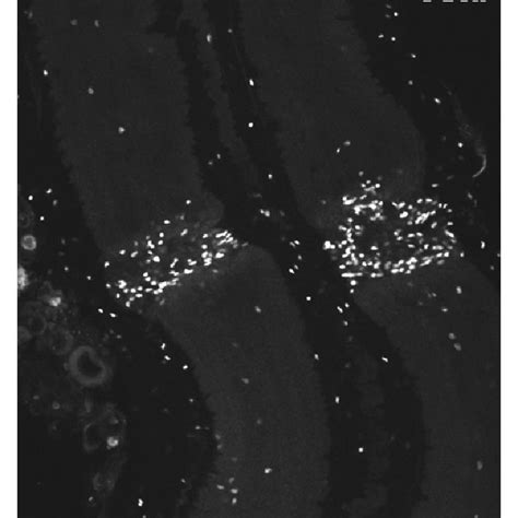 A Diagram Of Leech Nervous System Containing A Head Ganglion 21 Body
