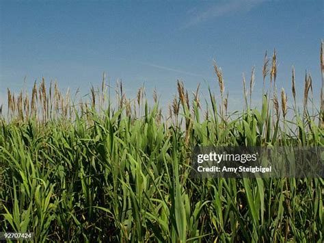 Cape Cod Beach Grass Photos And Premium High Res Pictures Getty Images