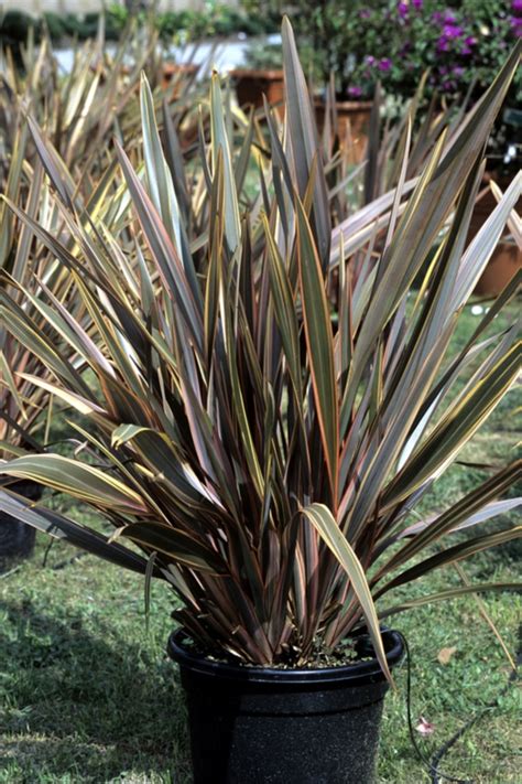 Miniature Ornamental Grasses