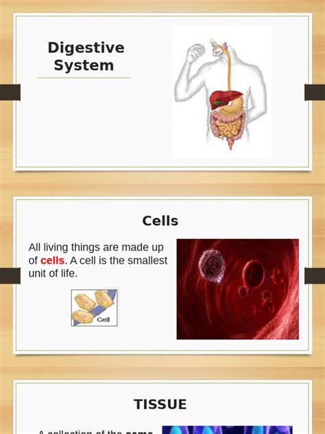 Digestive System Pdf