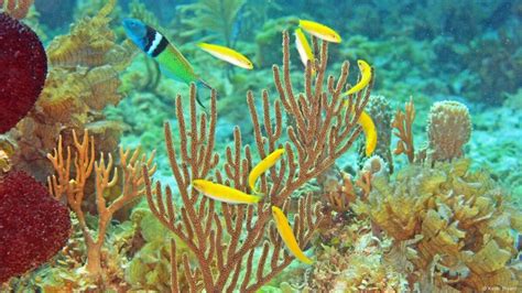 Male Or Female Is Our Sex Always Clearly Defined