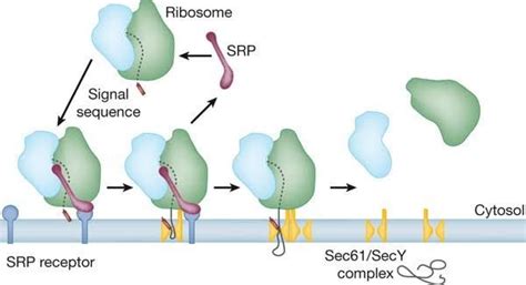 Protein Localization And Dynamics My School Exams