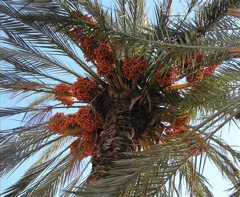 Tâmara Benefícios Nutrição Receitas E Para Que Serve Frutopedia