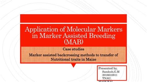 Marker Assisted Backcross Breeding Pptx