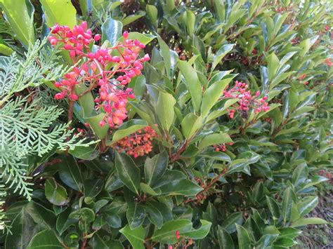 珊瑚樹 Ureyamatのブログ