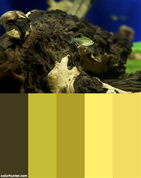 Tetra Color Scheme