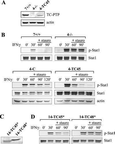 Identification Of A Nuclear Stat1 Protein Tyrosine Phosphatase Pmc