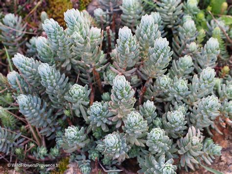 Sedum Sediforme Wild In Provence