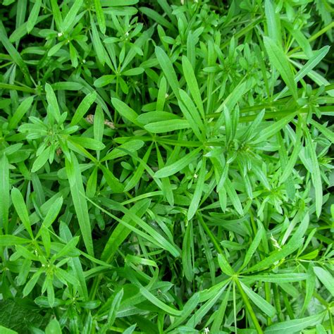 Cleavers St Francis Herb Farm