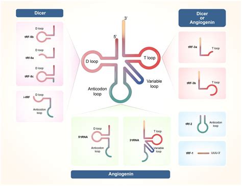 Trfs And Trna Halves Novel Cellular Defenders In Multiple Biological Trfs And Trna Halves Novel Cellular Defenders In Multiple Biological