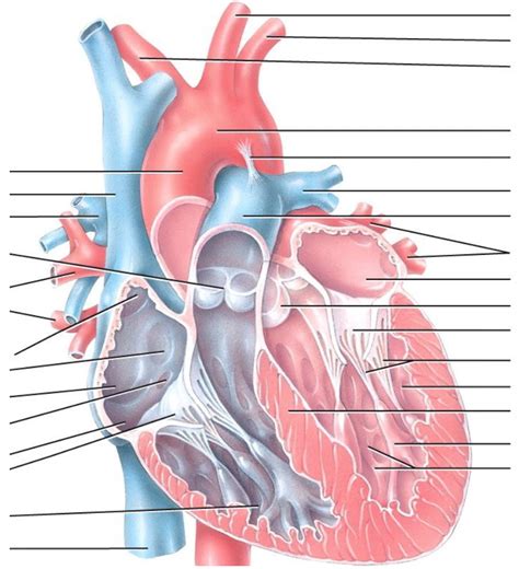 Heart Diagram Quizlet Heart Diagram Quizlet