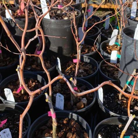 Zigzag™ Jujube One Green World