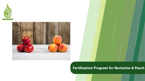 The Best Fertilization Program For Nectarine And Peach Trees
