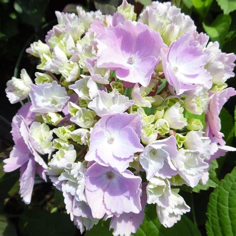 Hydrangea Macrophylla Homigo Pbr Hovaria Series H