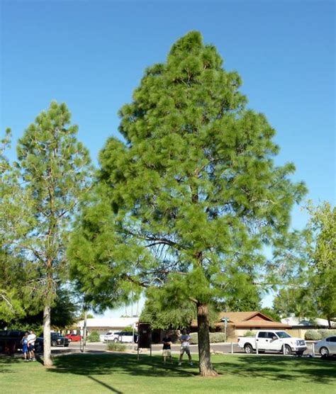 فروش کاج کاشفی