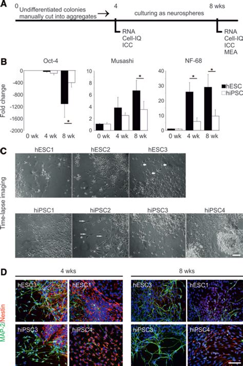 Neuronal Differentiation A Schematic Presentation Of The Neural