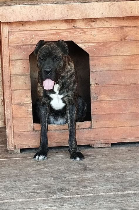 Продажа или обмен Кане корсо