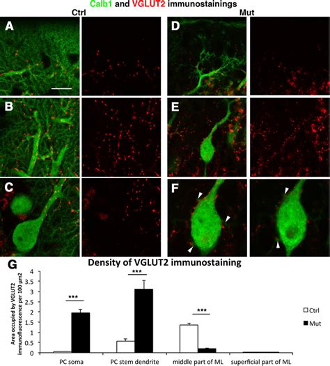 Distribution Of Vglut2 Immunostaining Is Different In Mutant Compared