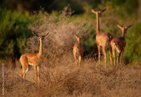 Gerenuk Litocranius Walleri Also Giraffe Gazelle Long Necked