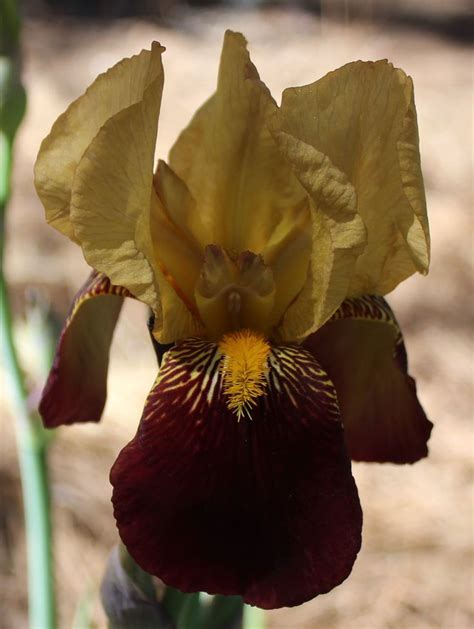 King Juba By Sass 1931 Tb Iris Flower