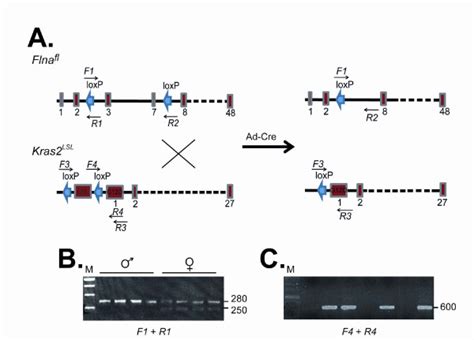 Strategy For Inactivating The Expression Of Flna And Simultaneously