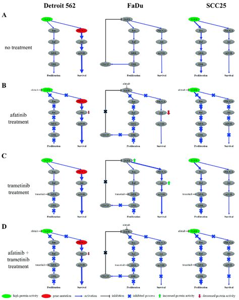 Signaling Models For In Vitro Head And Neck Cancer Cell Lines These
