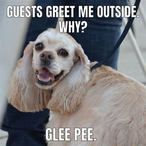 50 Cocker Spaniel Memes To Make You Bol Fidose Of Reality