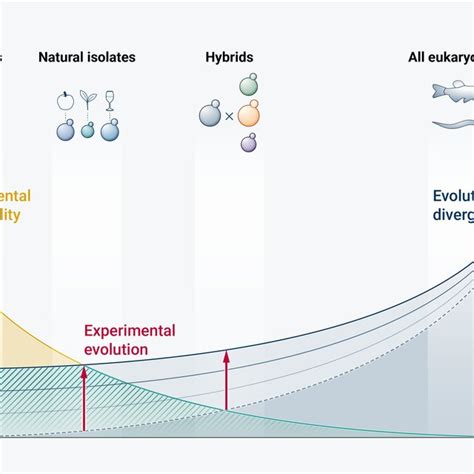 The Sweet Spot” For Experimental Evolutionary Cell Biology Download Scientific Diagram