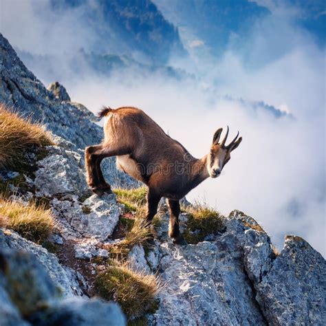 Chamois Mammal Animal Stock Illustration Illustration Of Alpine