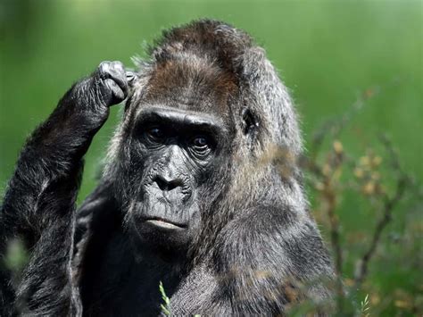 Silverback Gorillas Strength